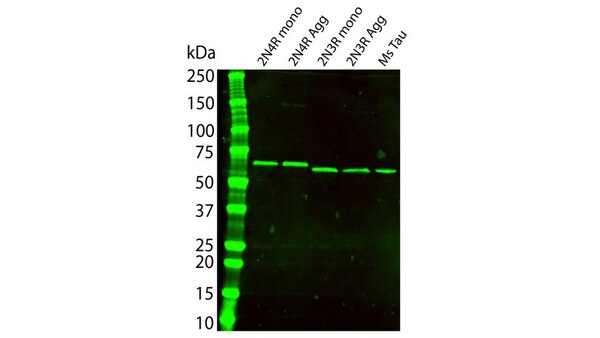Anti-Tau Antibody, clone 10C5 | MABN2402-25UG